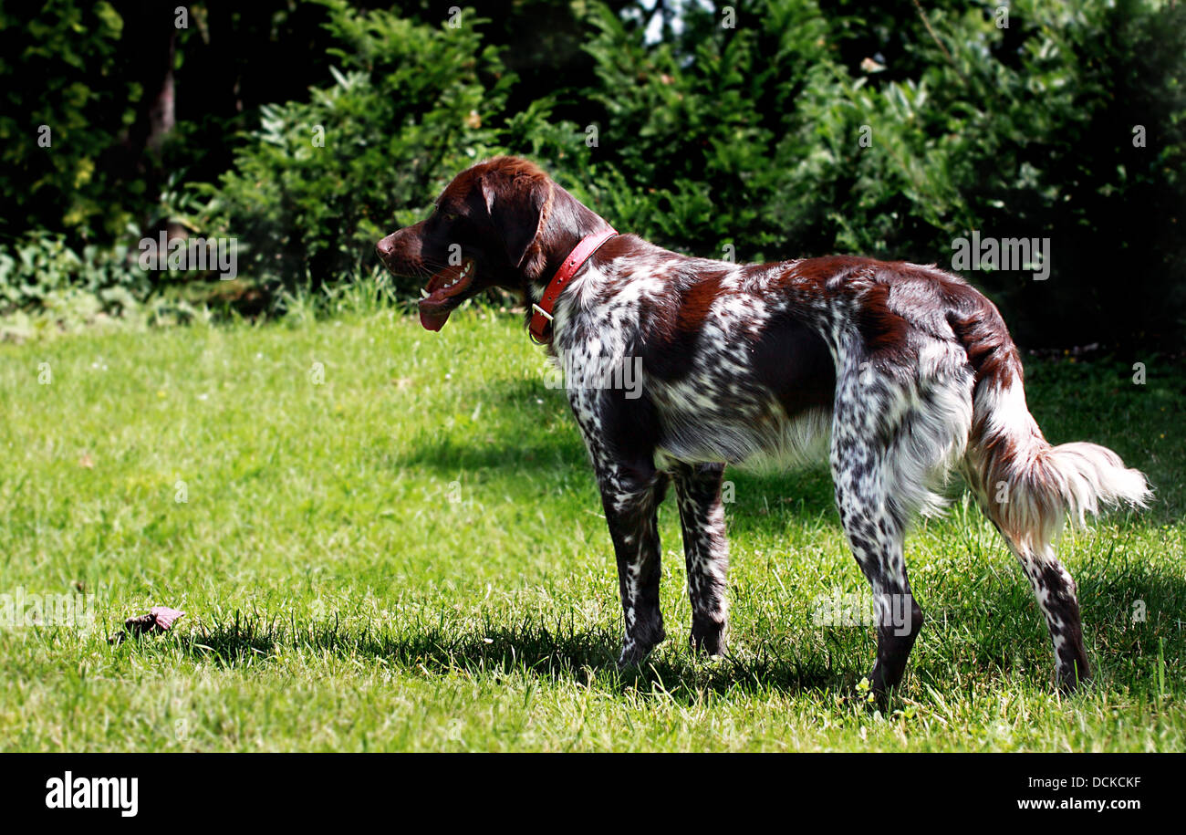 French Spaniel Dog High Resolution Stock Photography and Images - Alamy