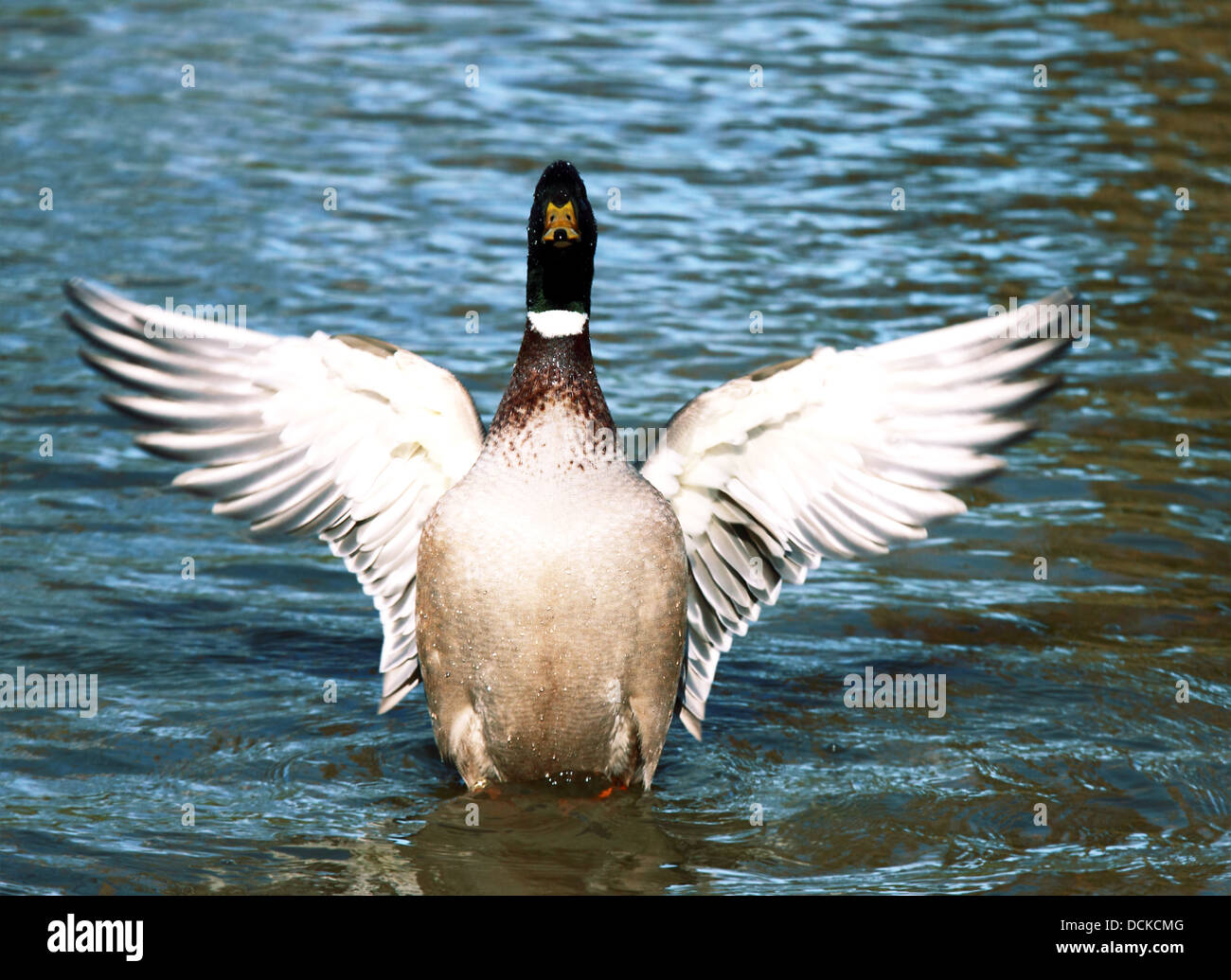 White duck flapping wings hi-res stock photography and images - Alamy