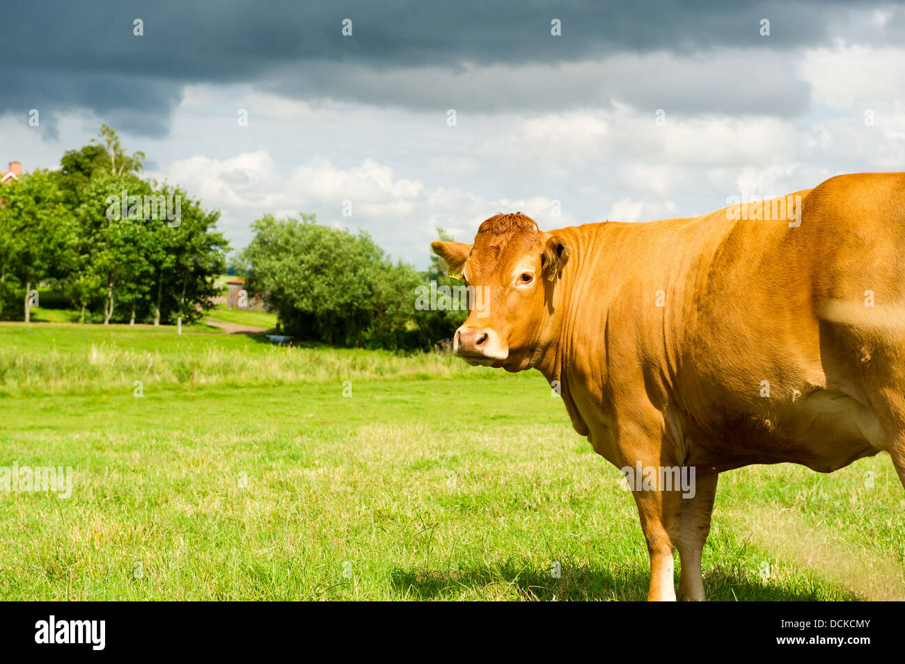 Limousine Meat High Resolution Stock Photography and Images - Alamy