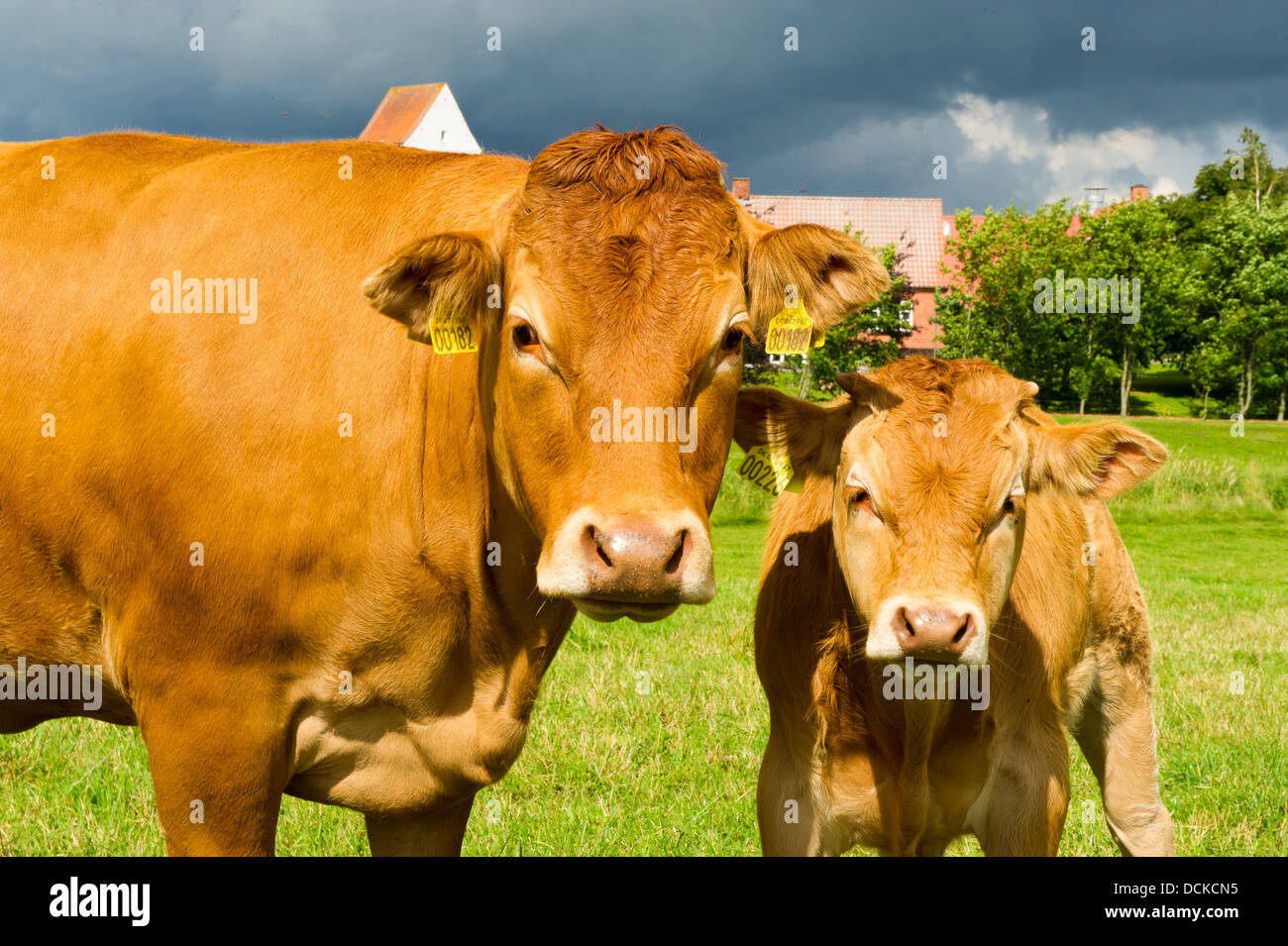 Limousine calf hi-res stock photography and images - Alamy