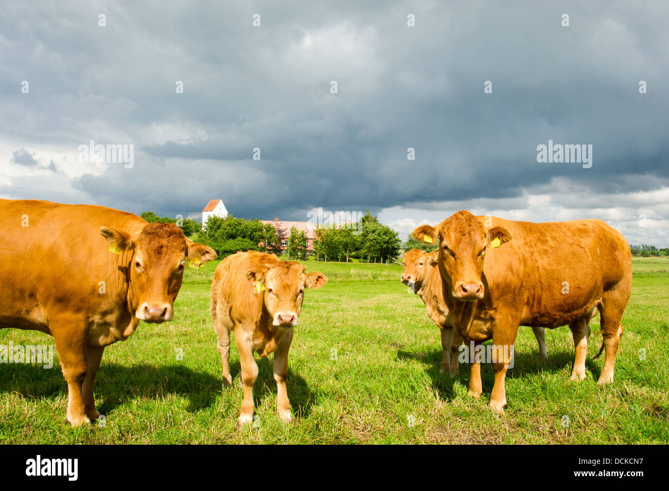 Limousine breed hi-res stock photography and images - Alamy