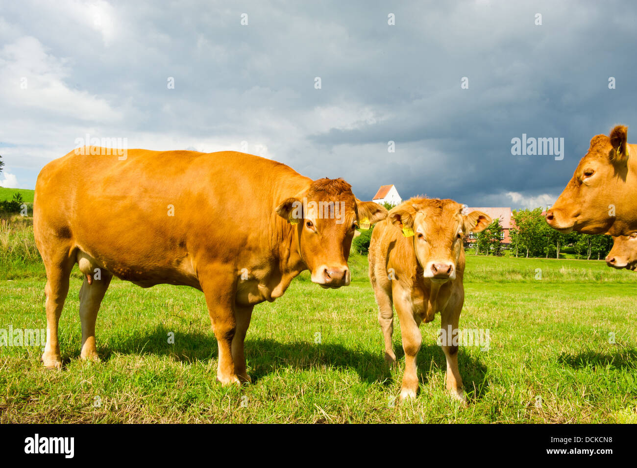 Limousine Meat High Resolution Stock Photography and Images - Alamy