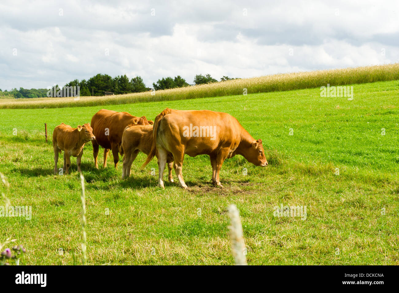 Limousine breed hi-res stock photography and images - Alamy