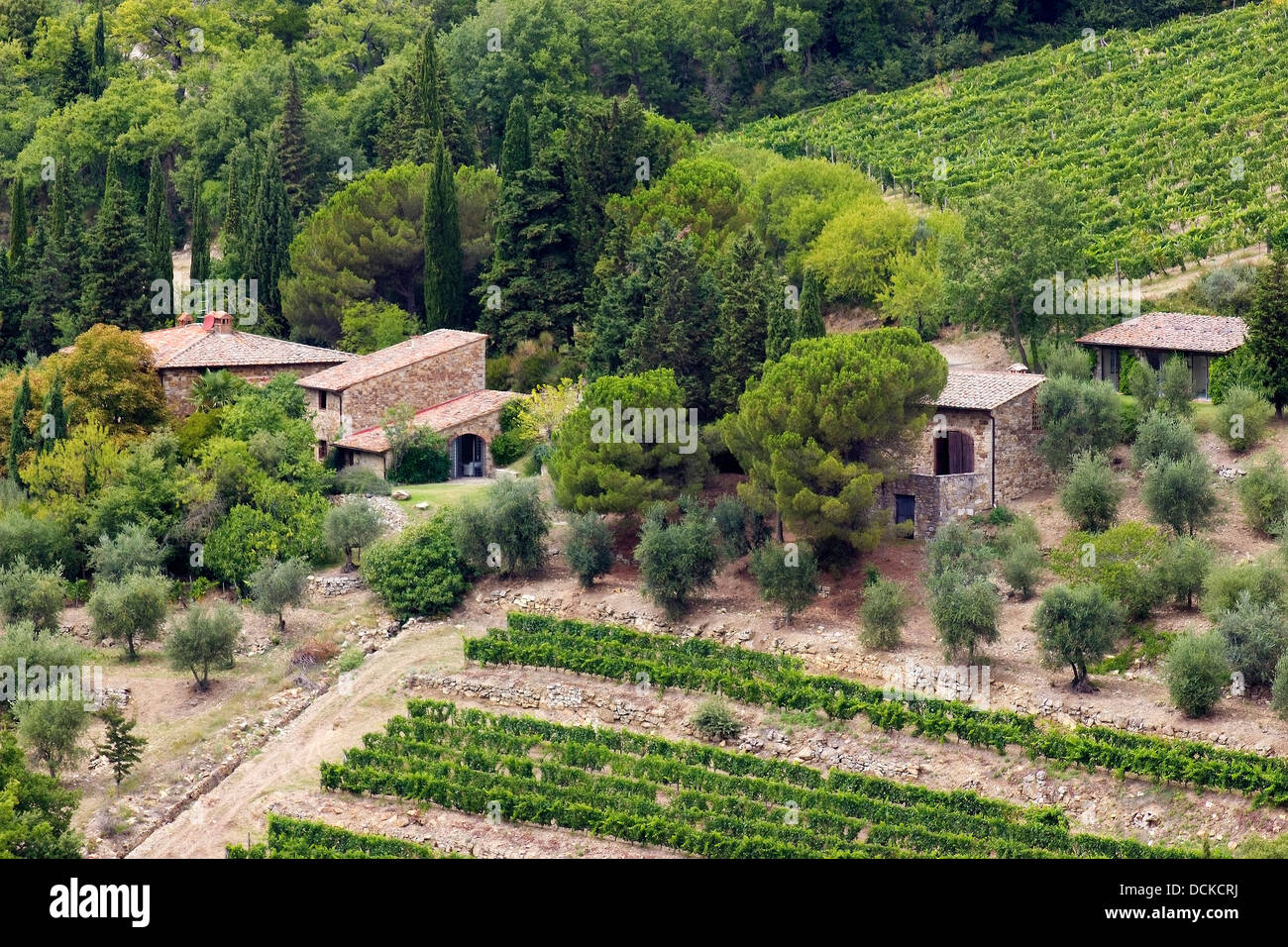 Landscape vineyard cypress trees hi-res stock photography and images ...