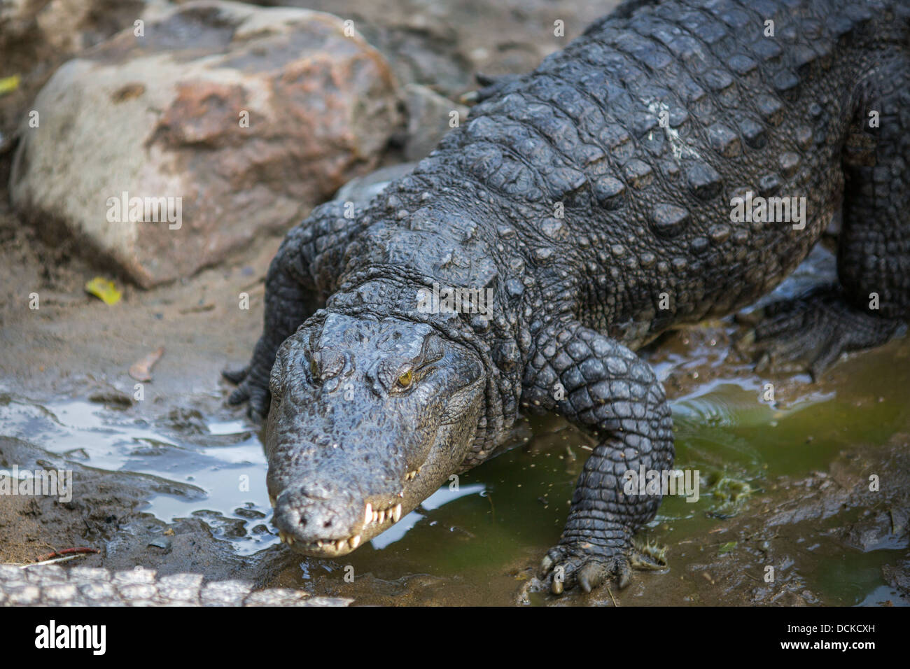Crocodile in the Indian Reserve Stock Photo - Alamy