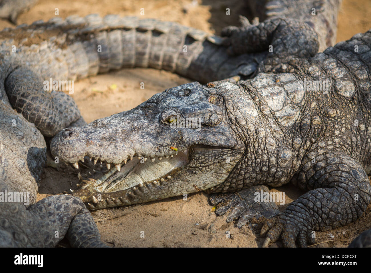 Crocodile in the Indian Reserve Stock Photo - Alamy