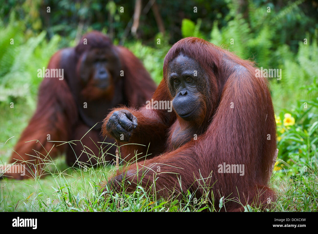Orangutan adult female Stock Photo - Alamy
