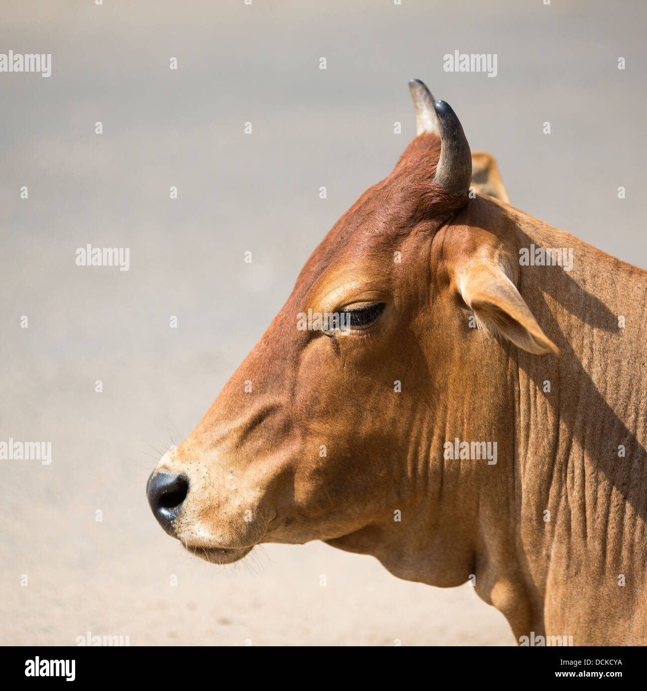 Big Face portrait of Indian cows Stock Photo - Alamy
