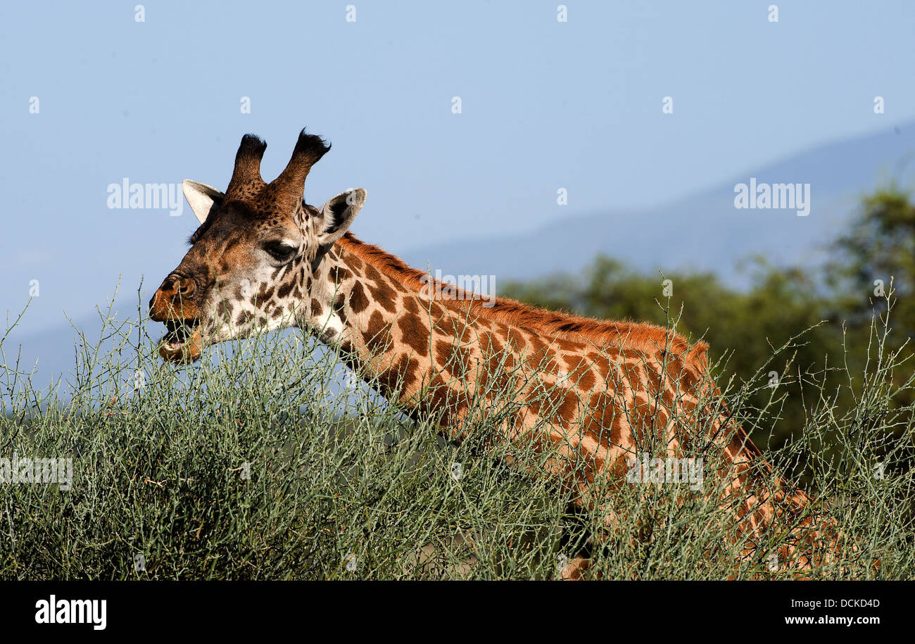 Giraffe Eating Clipart Free Stock Photo Of Giraffe Eating With Tongue