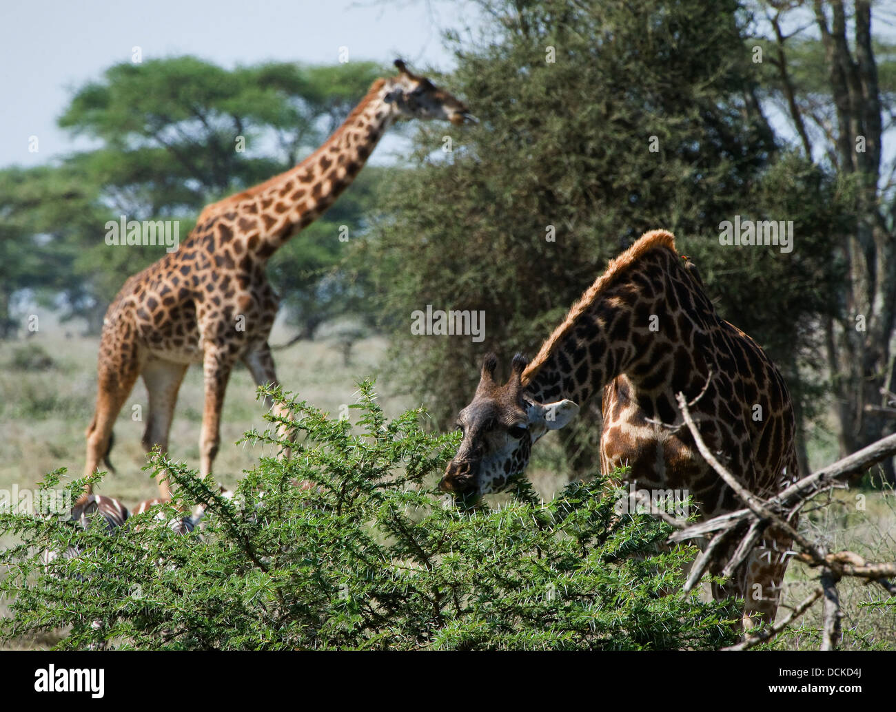 African giraffe picture hi-res stock photography and images - Alamy