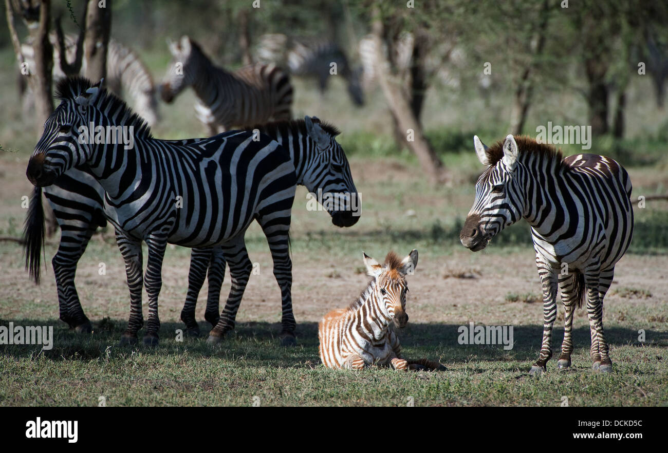 Foal of a zebra with mum Stock Photo - Alamy
