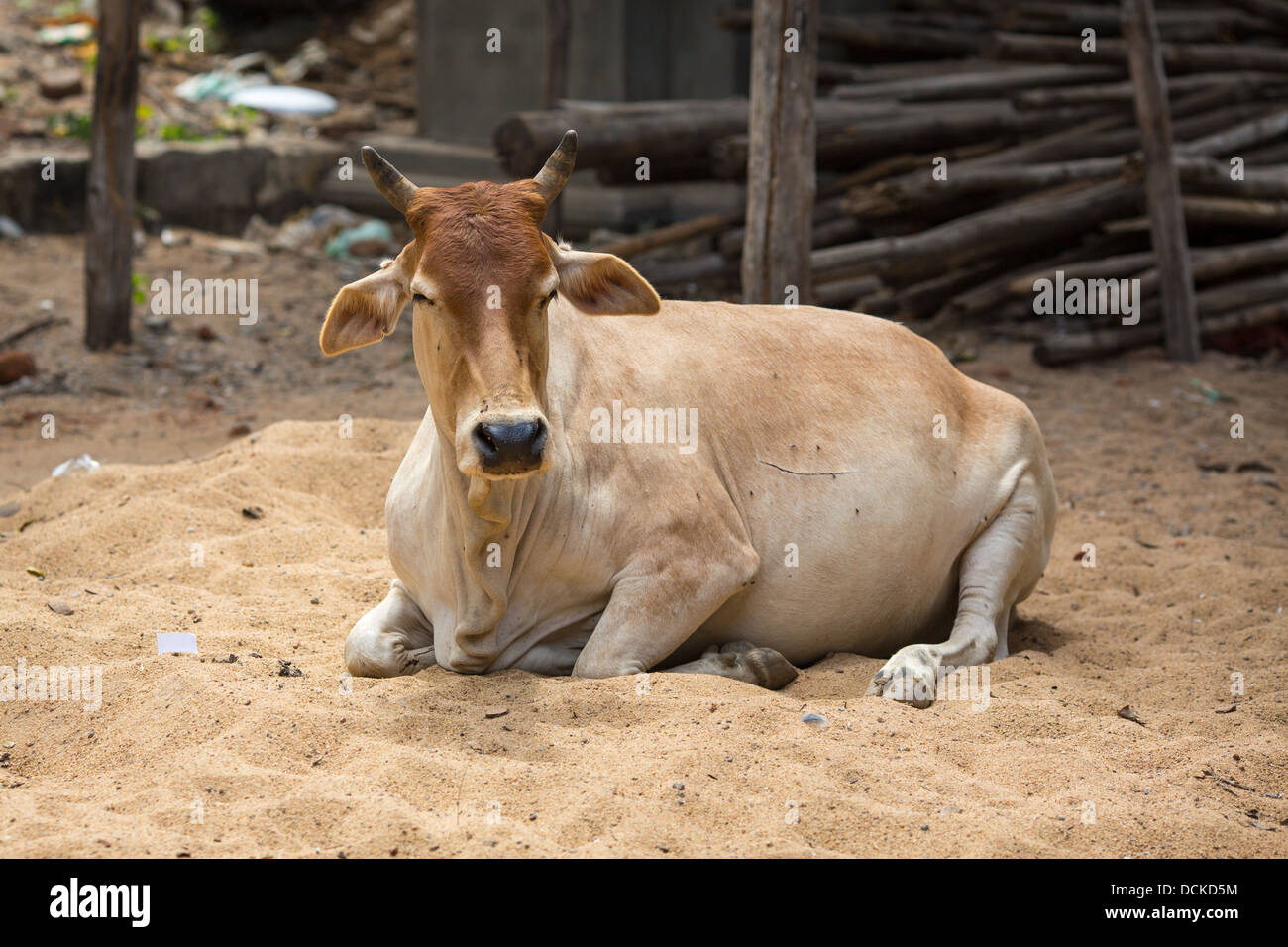 Cow lying on the sand Stock Photo - Alamy