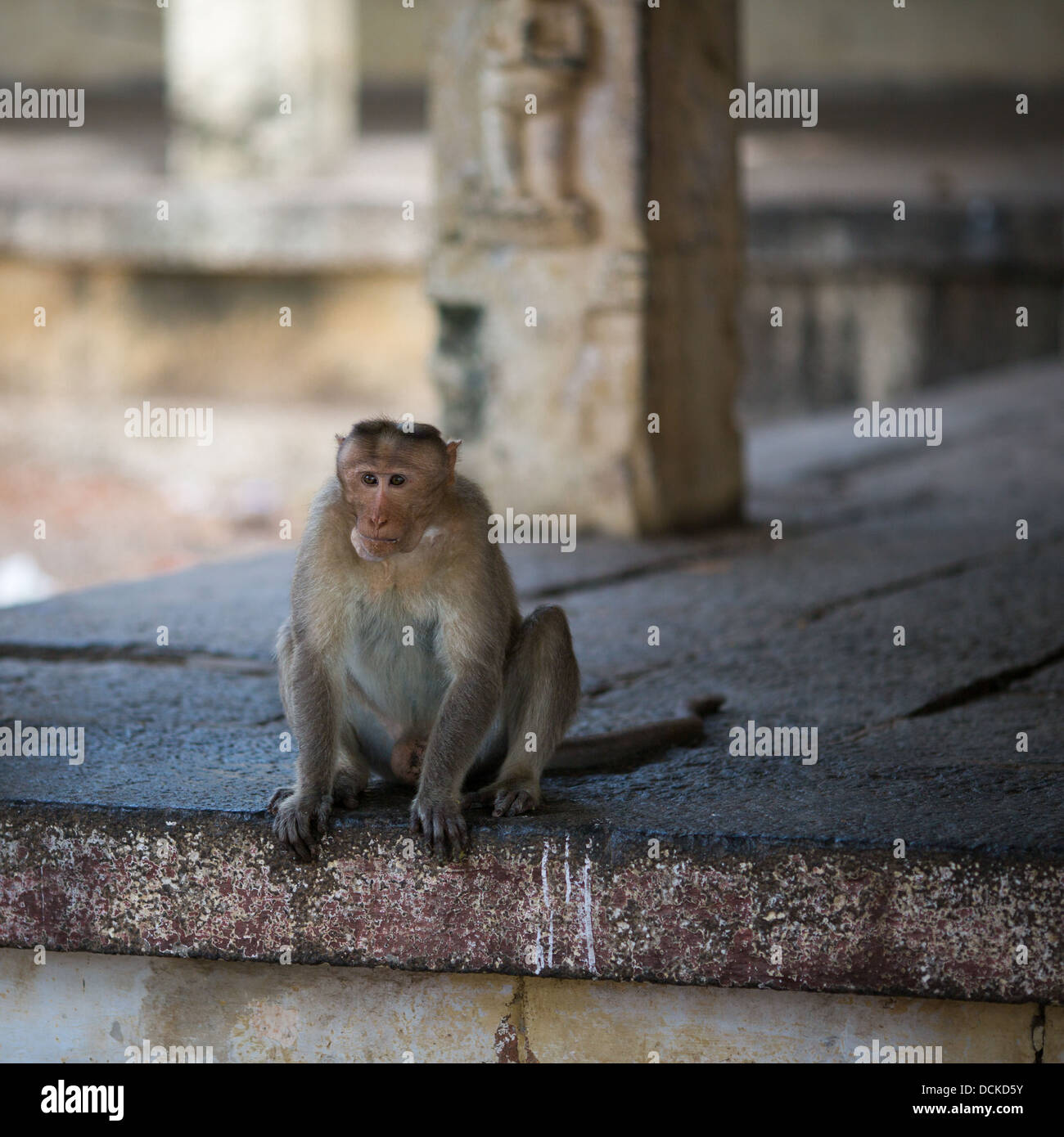 Monkey in the indian temple Stock Photo - Alamy