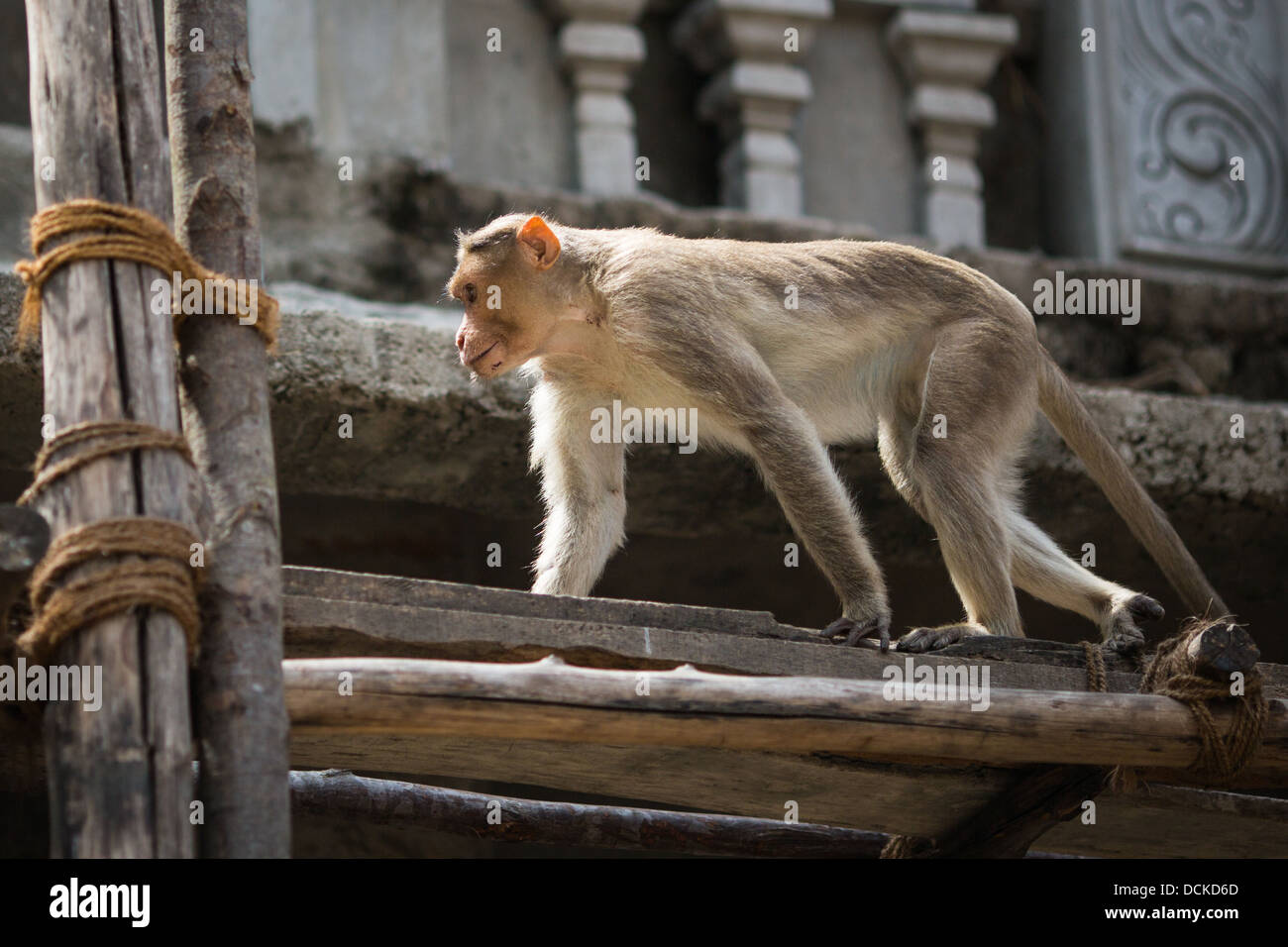 Monkey in the indian temple Stock Photo - Alamy