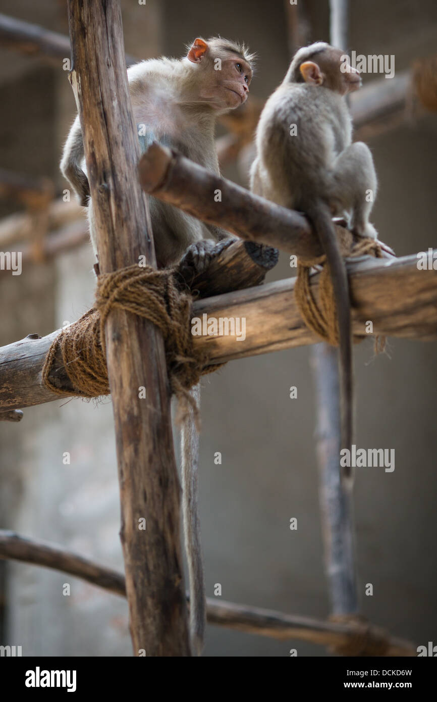 Monkeys in the indian temple Stock Photo - Alamy