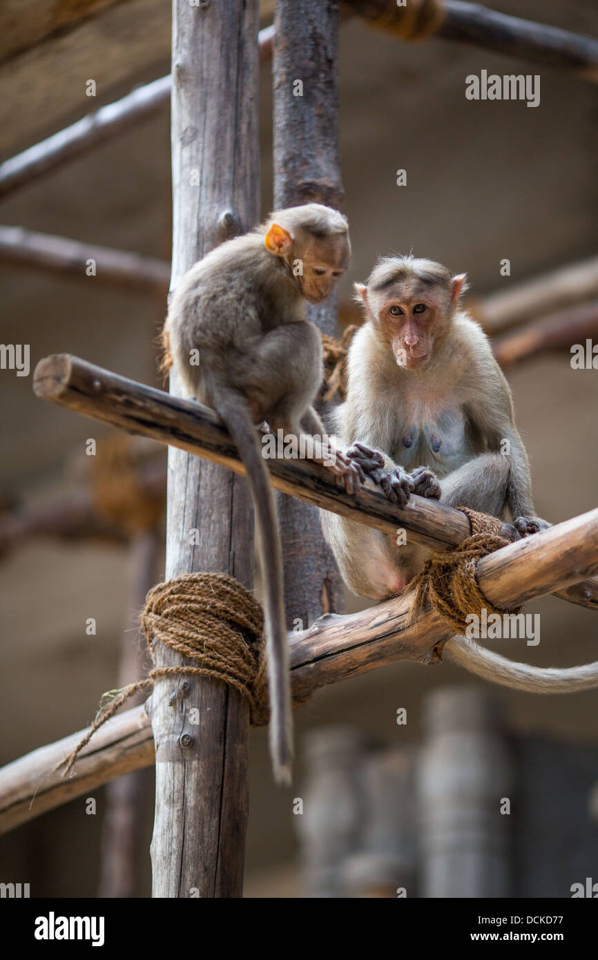 Monkeys in the indian temple Stock Photo - Alamy