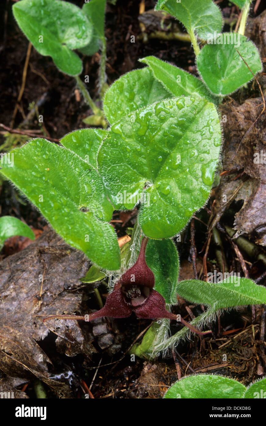 Western wild ginger (Asarum caudatum)in bloom, Umpqua National Forest ...