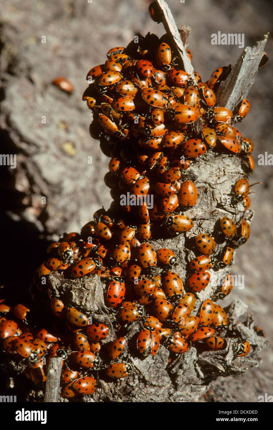 Lady bugs, Badger Creek Wilderness, Mt. Hood National Forest, Oregon ...