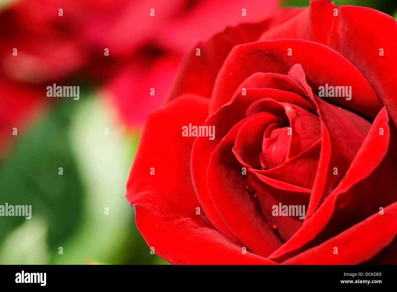 Red rose background Stock Photo - Alamy