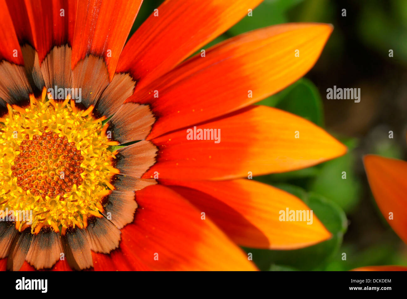 Orange treasure flower Stock Photo - Alamy