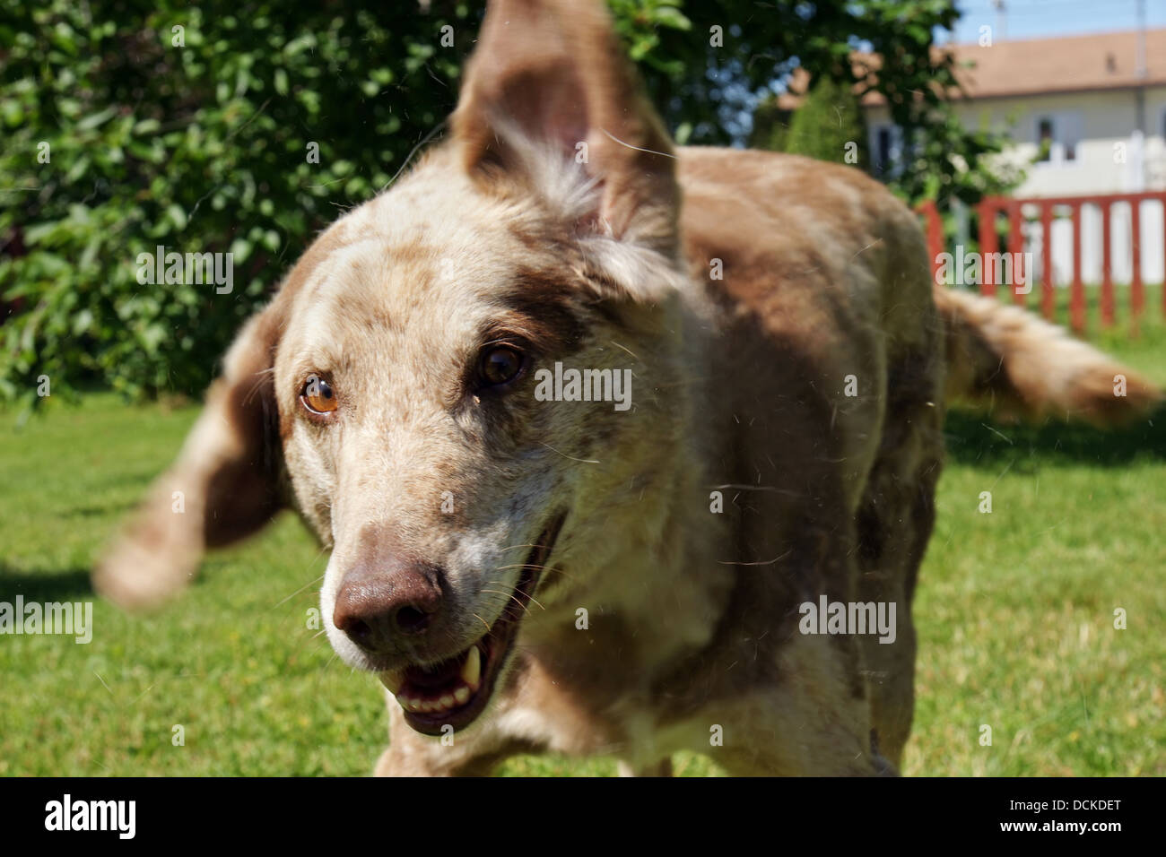 Funny dog shaking Stock Photo - Alamy