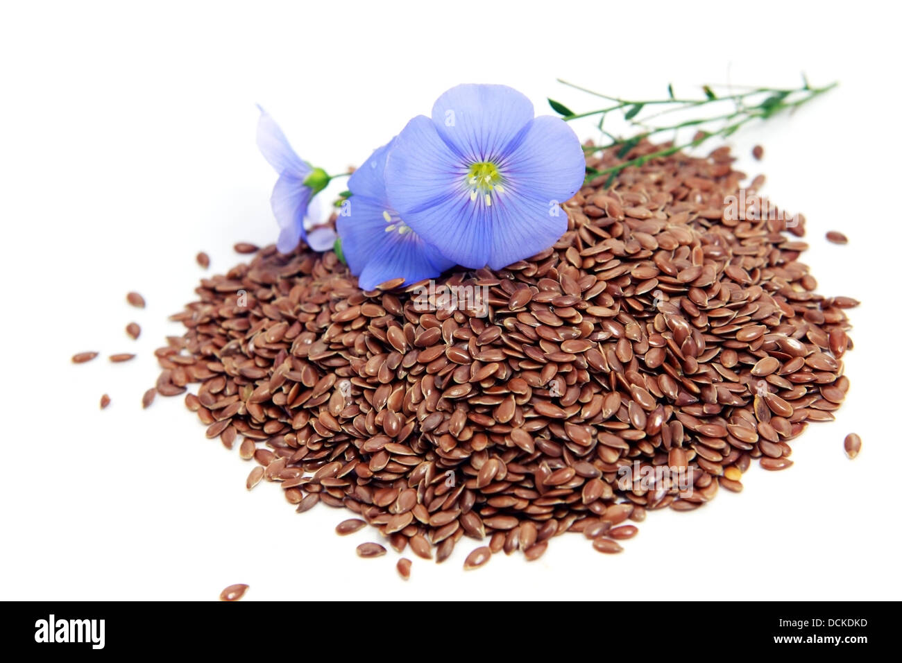 Linum usitatissimum flowers and seeds Stock Photo - Alamy