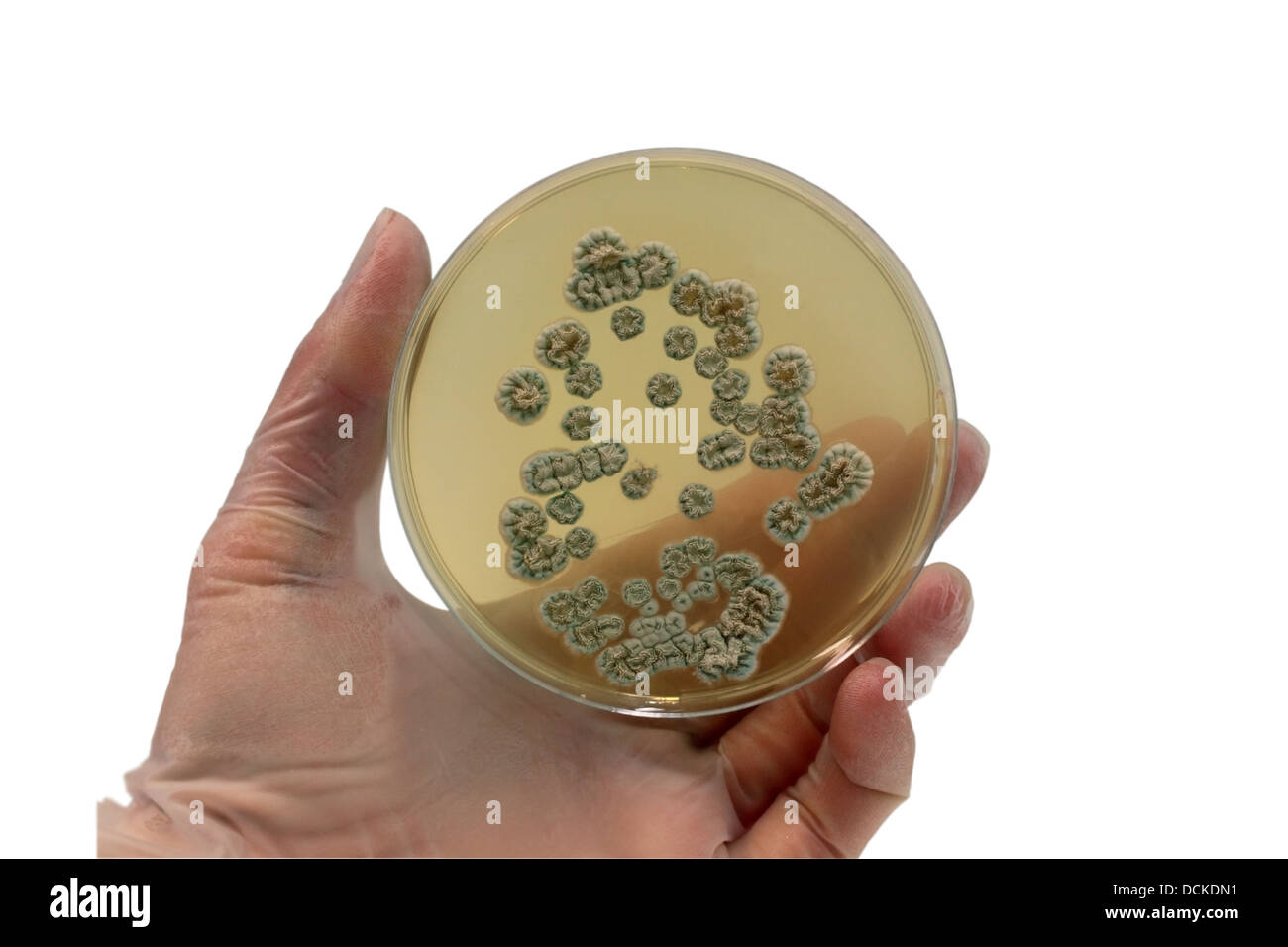 microorganisms on the plate Stock Photo - Alamy