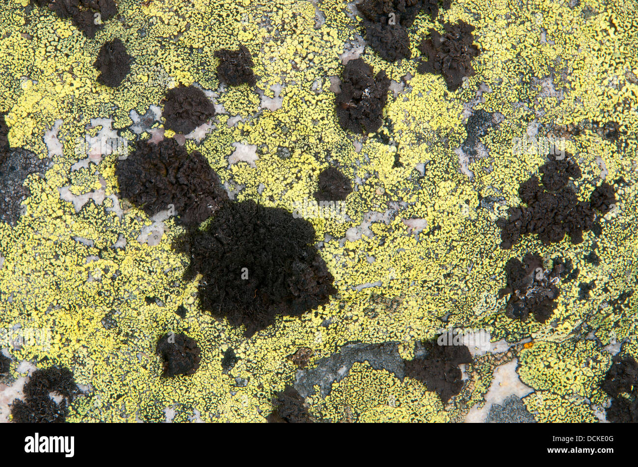 Lichen on rock along Larch Valley Trail, Banff National Park, Alberta ...