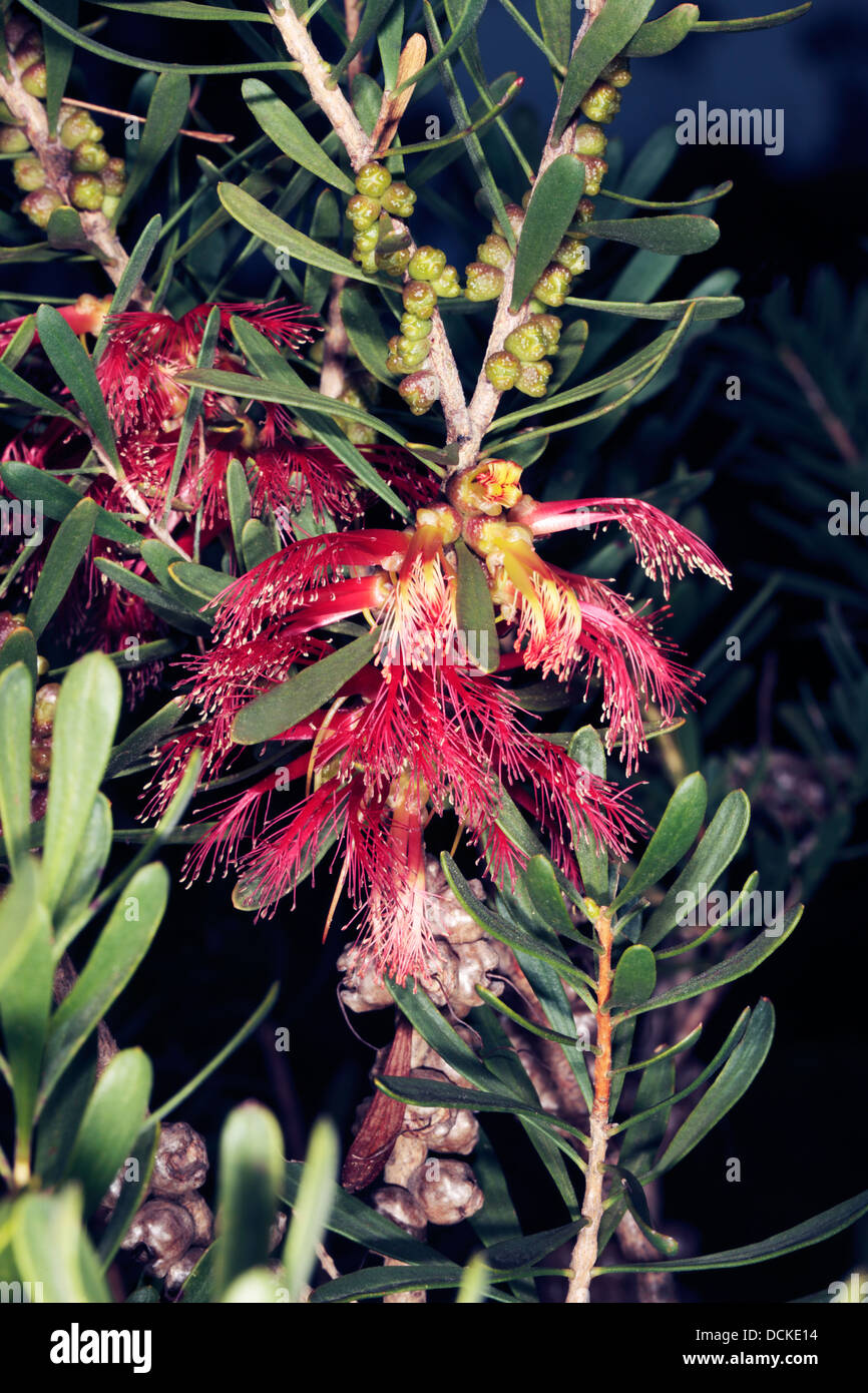 Calothamnus Stock Photos & Calothamnus Stock Images - Alamy