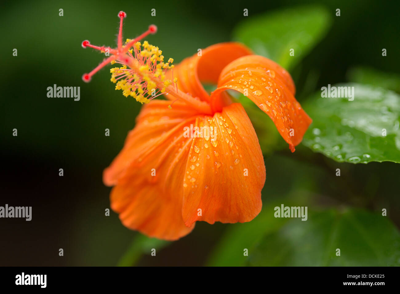 Kokio hibiscus hi-res stock photography and images - Alamy