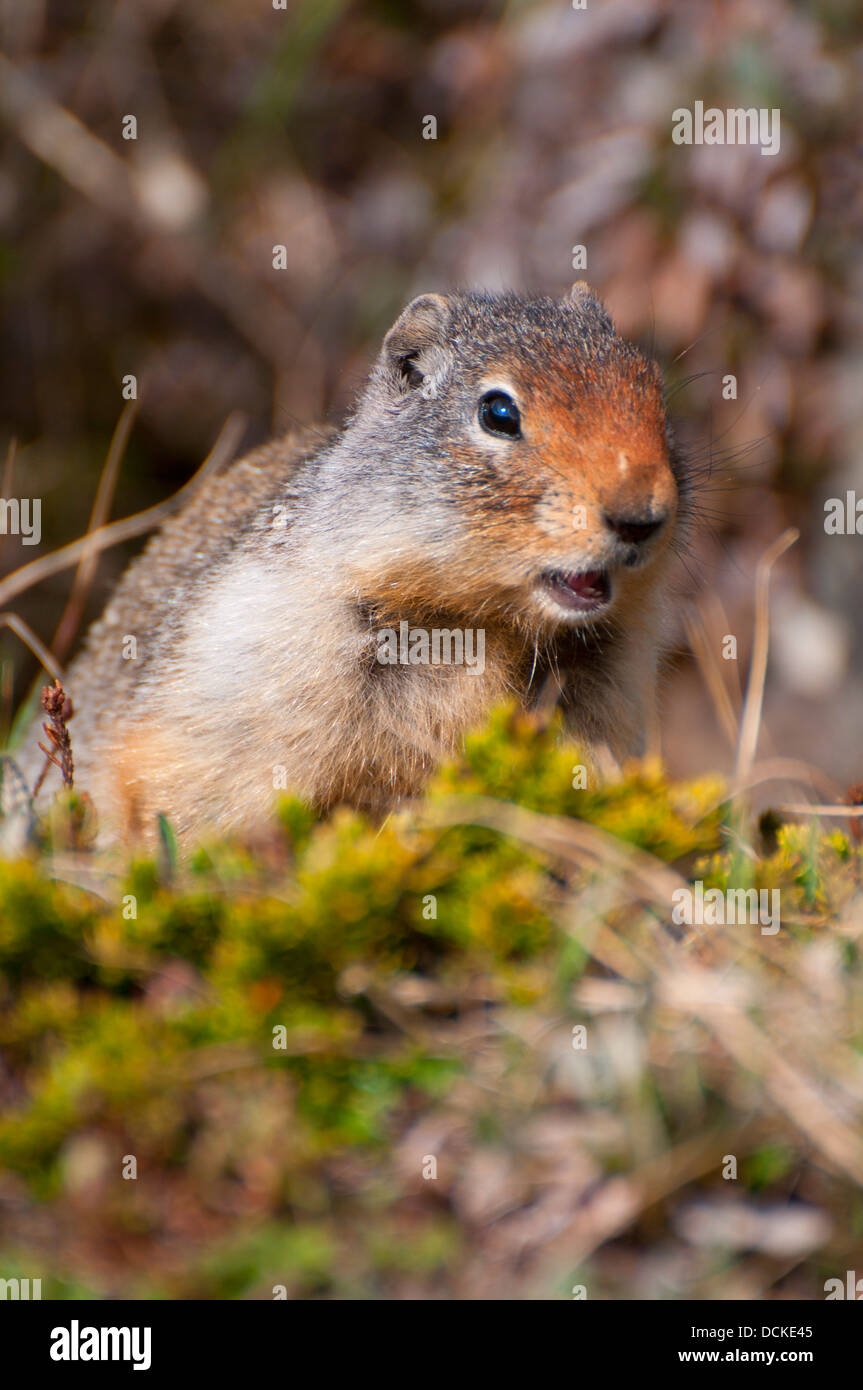 Ground squirrel in Larch Valley, Banff National Park, Alberta, Canada ...
