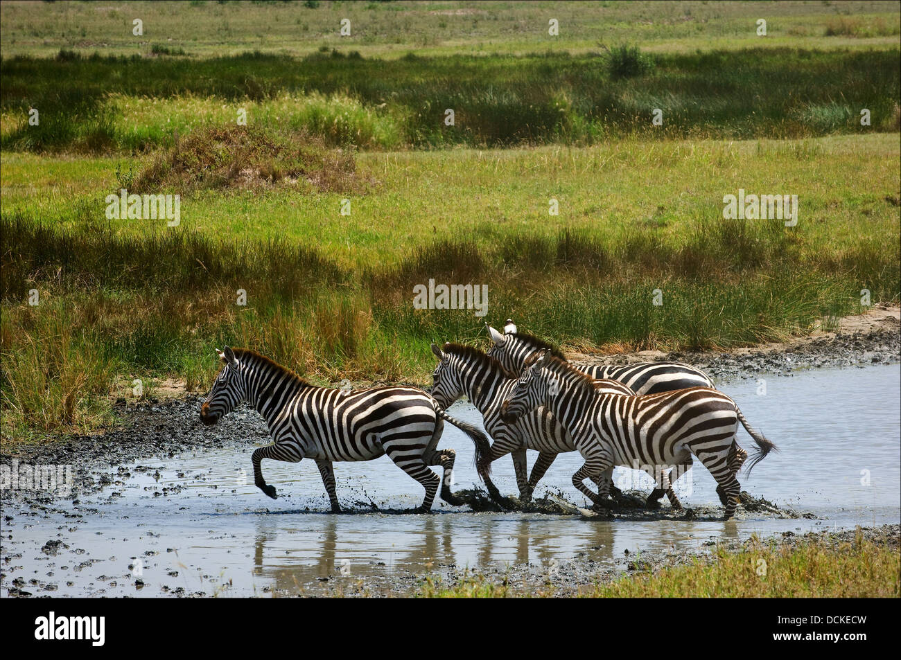 Zebras go on water Stock Photo - Alamy