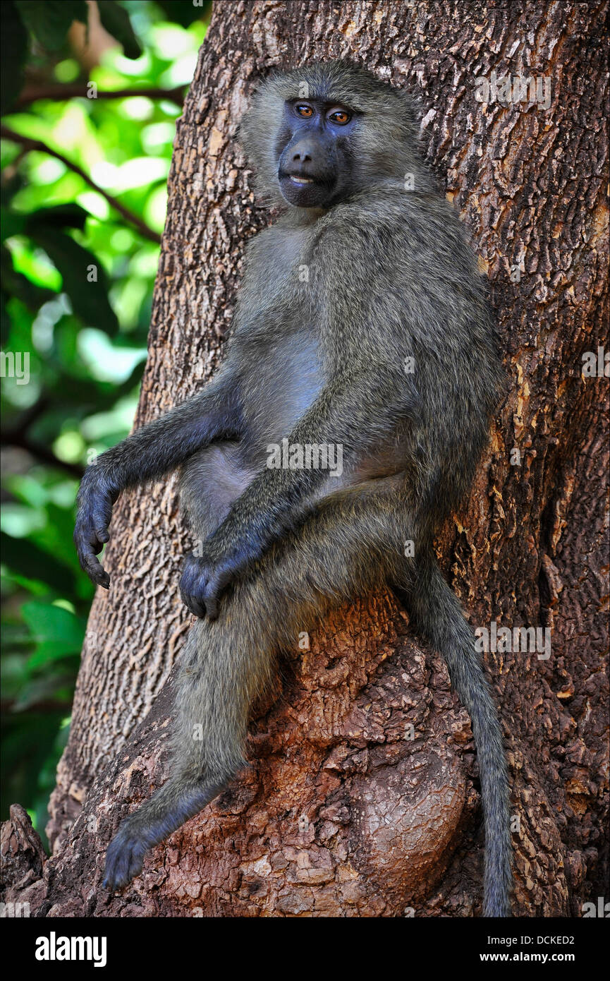 Baboon on a tree Stock Photo - Alamy