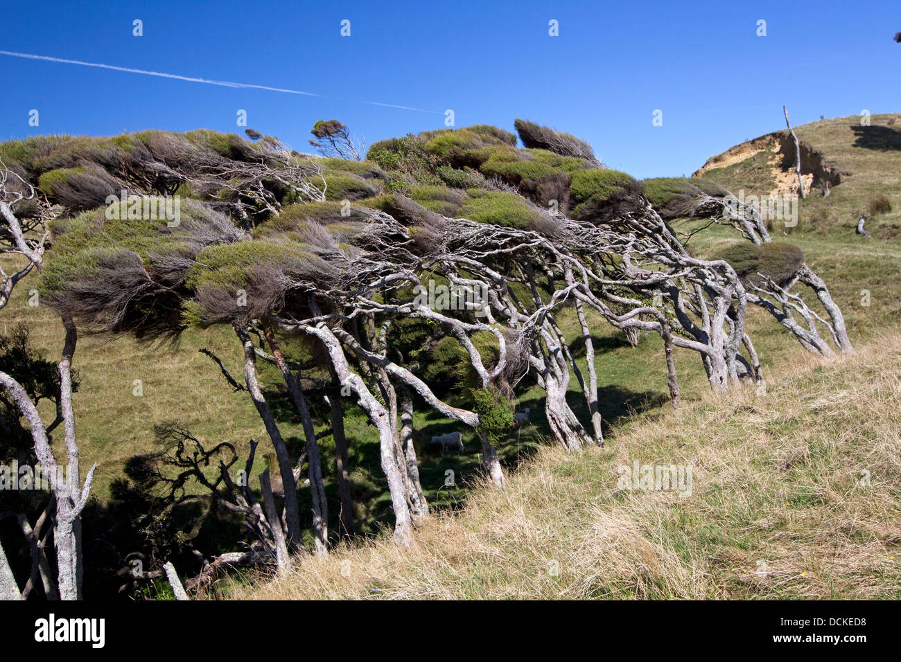 Wind blown trees, Banks Peninsula, South Island, New Zealand Stock ...
