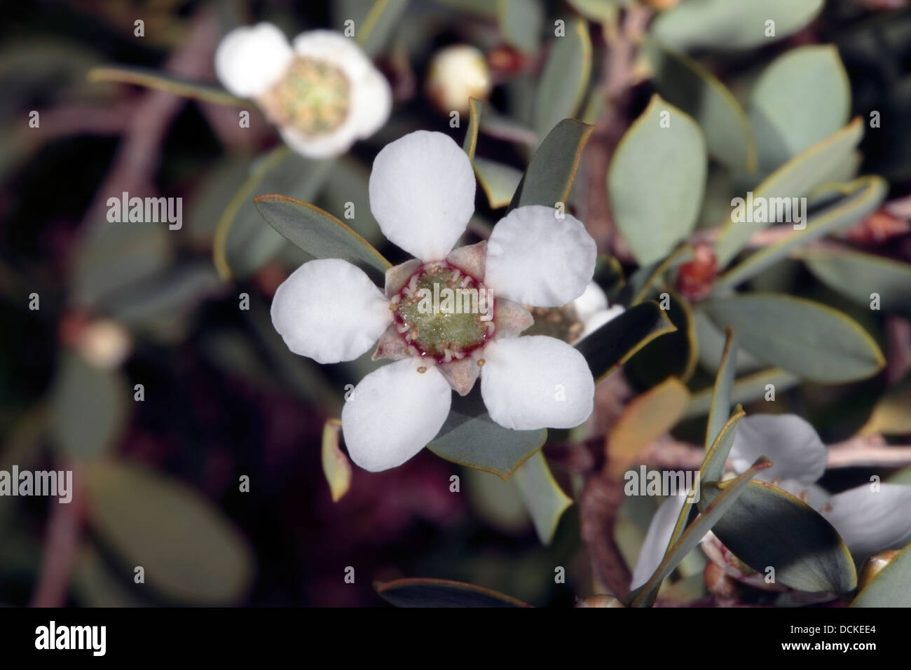 Teatree flower hi-res stock photography and images - Alamy