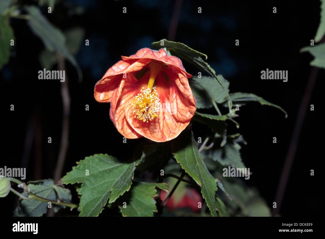 Chinese lanten hi-res stock photography and images - Alamy