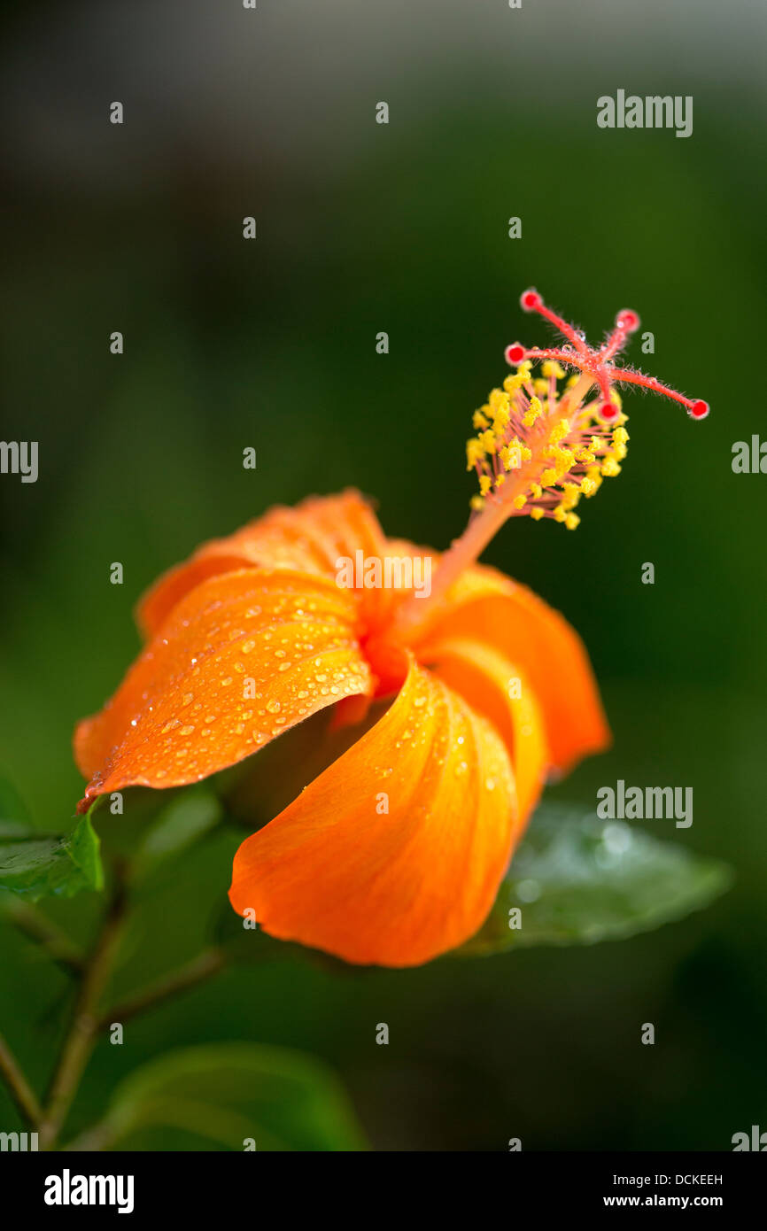 Kokio hibiscus hi-res stock photography and images - Alamy