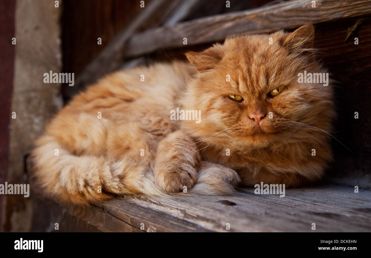 big old orange cat Stock Photo - Alamy