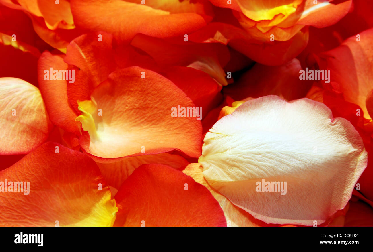 rose petals background Stock Photo - Alamy