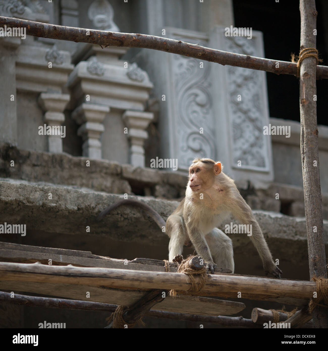 Monkey in the indian temple Stock Photo - Alamy