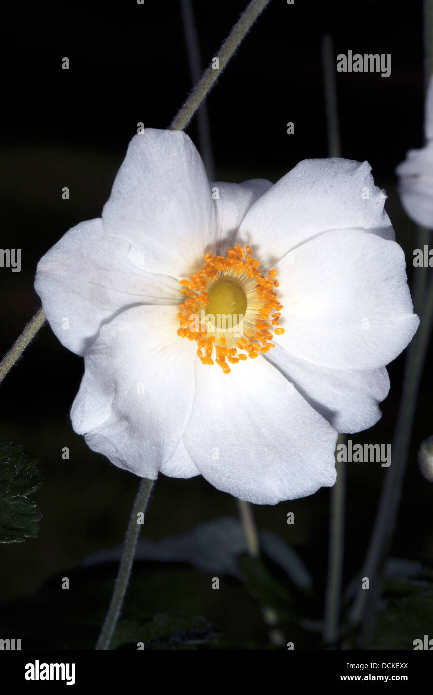 Japanese thimbleweed hi-res stock photography and images - Alamy