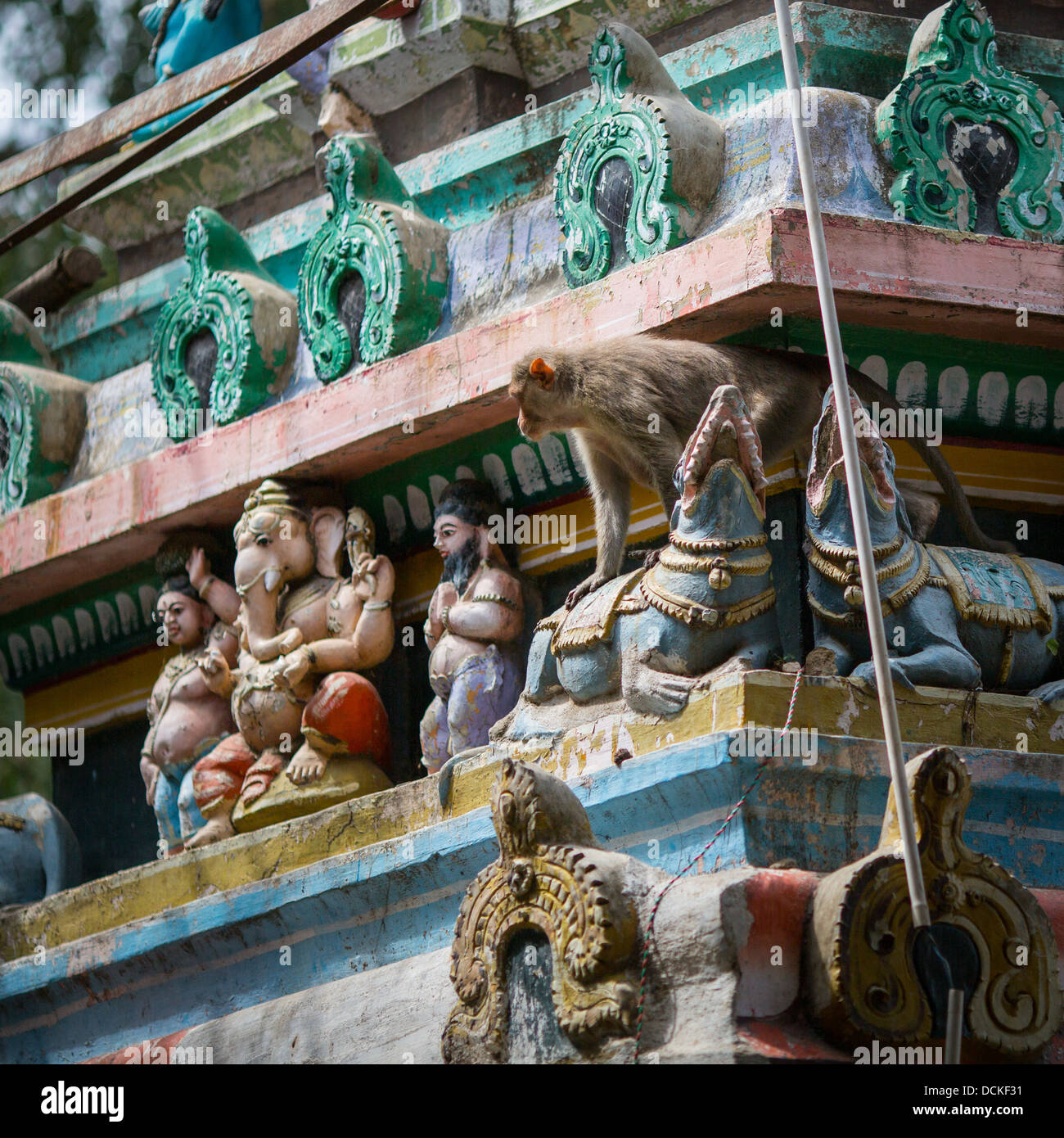 Monkey in the indian temple Stock Photo - Alamy