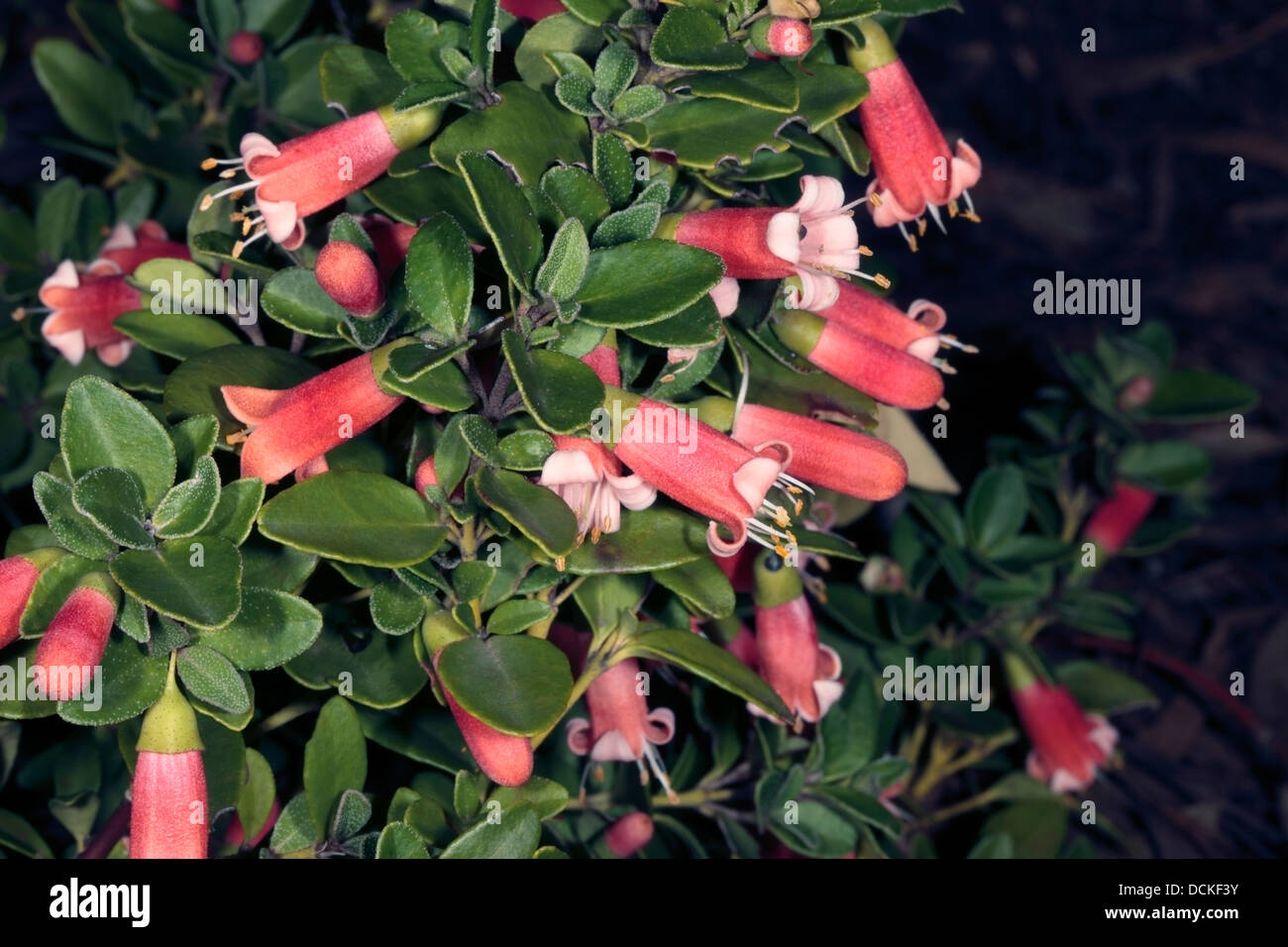 Australian bellflower hi-res stock photography and images - Alamy