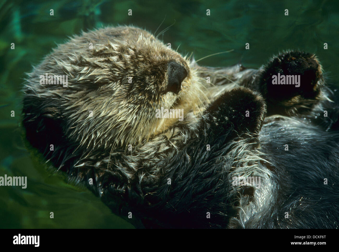 Sea otter exhibit, Oregon Coast Aquarium, Newport, Oregon Stock Photo ...