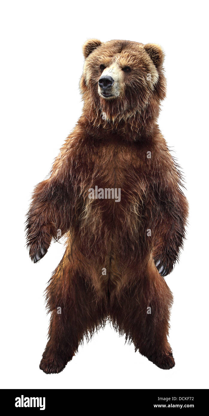 Bear looking Cut Out Stock Images & Pictures - Alamy
