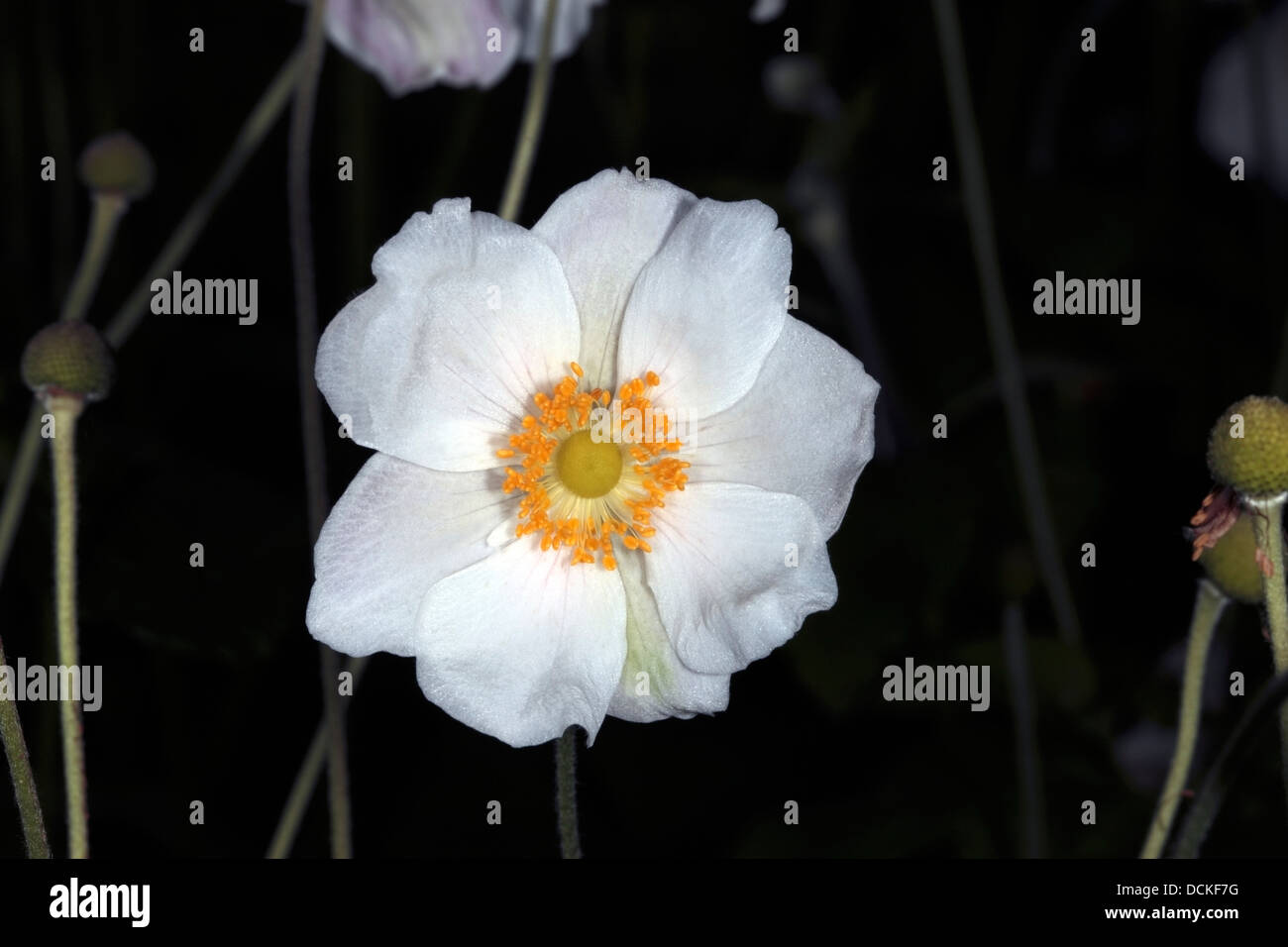 Japanese thimbleweed hi-res stock photography and images - Alamy