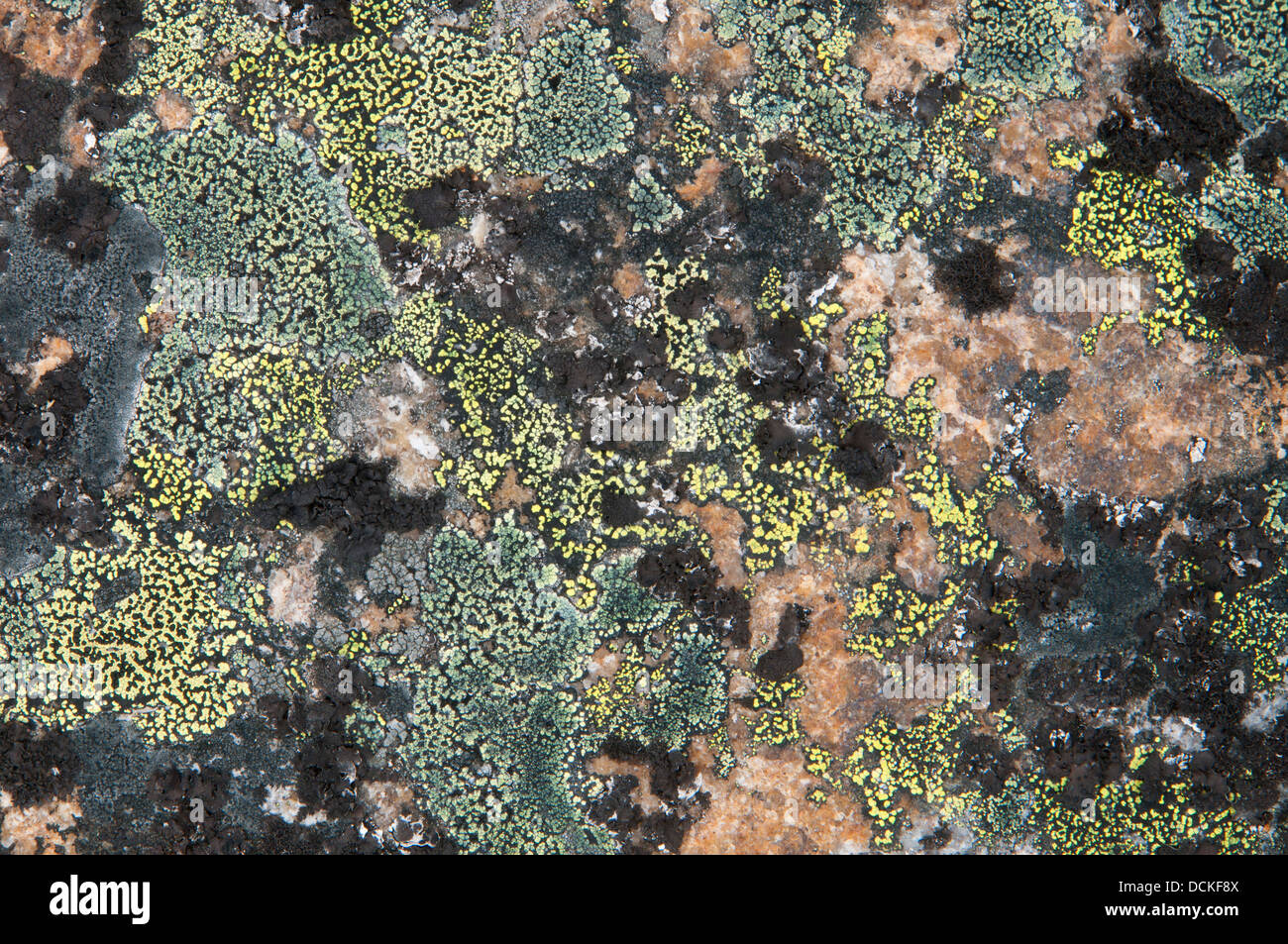 Lichen on rock along Larch Valley Trail, Banff National Park, Alberta ...