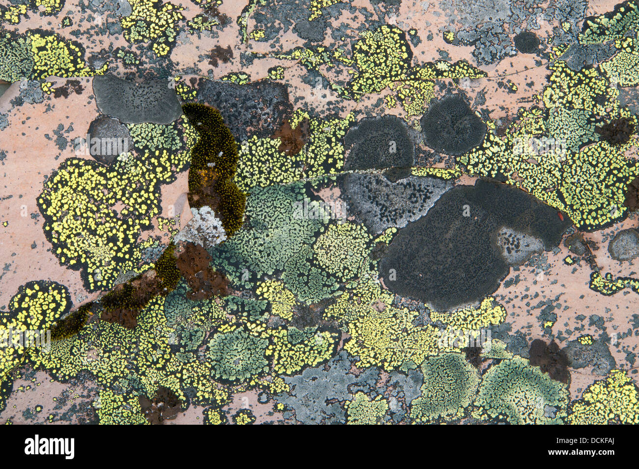 Lichen on rock along Larch Valley Trail, Banff National Park, Alberta ...