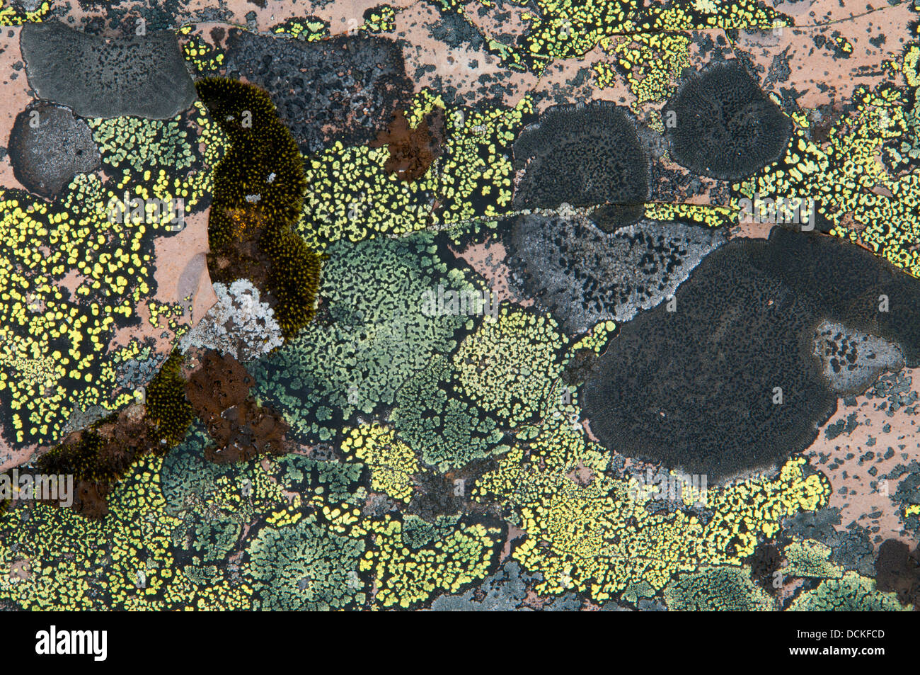 Lichen on rock along Larch Valley Trail, Banff National Park, Alberta ...