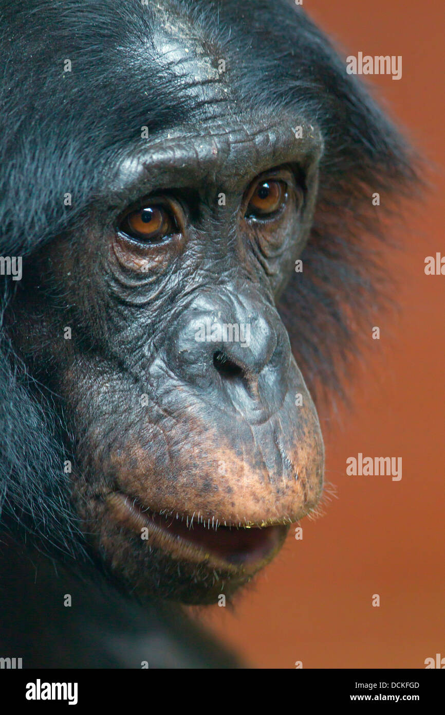 Bonobo or Dwarf Chimpanzee Pan paniscus Stock Photo - Alamy